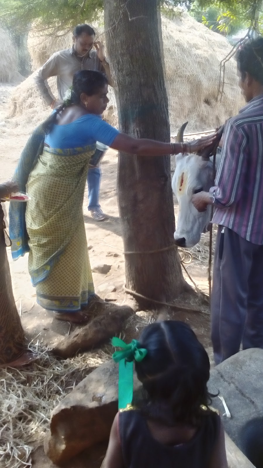 Surya Savarnika Manavu Ashramam Go-Sala Starts under Go Samrakshana ...