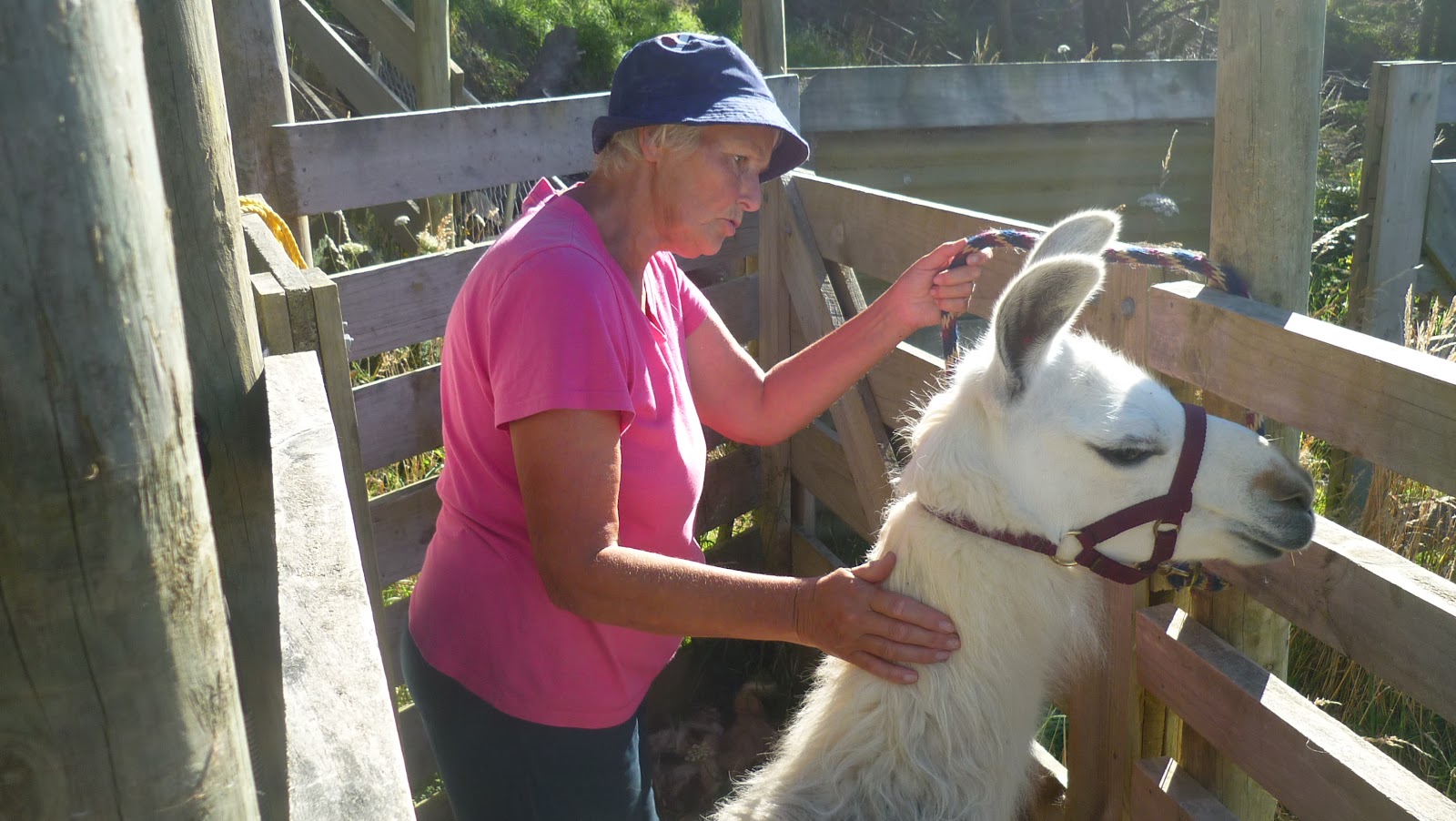 New-Zealand Adventure: Tondre des lamas à Cissy bay