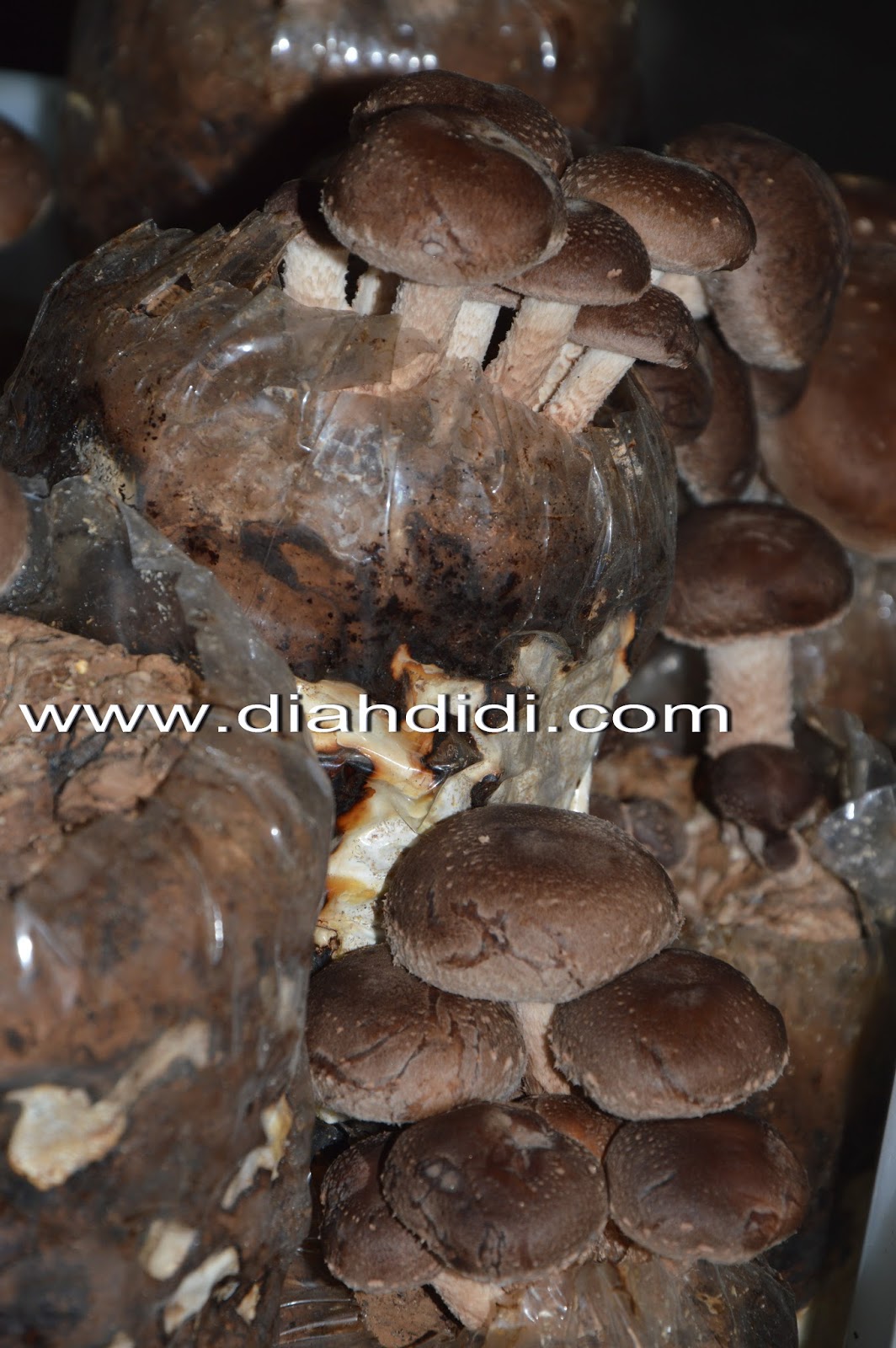 Diah Didi's Kitchen: Tak Pernah Bosan..Makan di Warung jejamuran..Jika ...