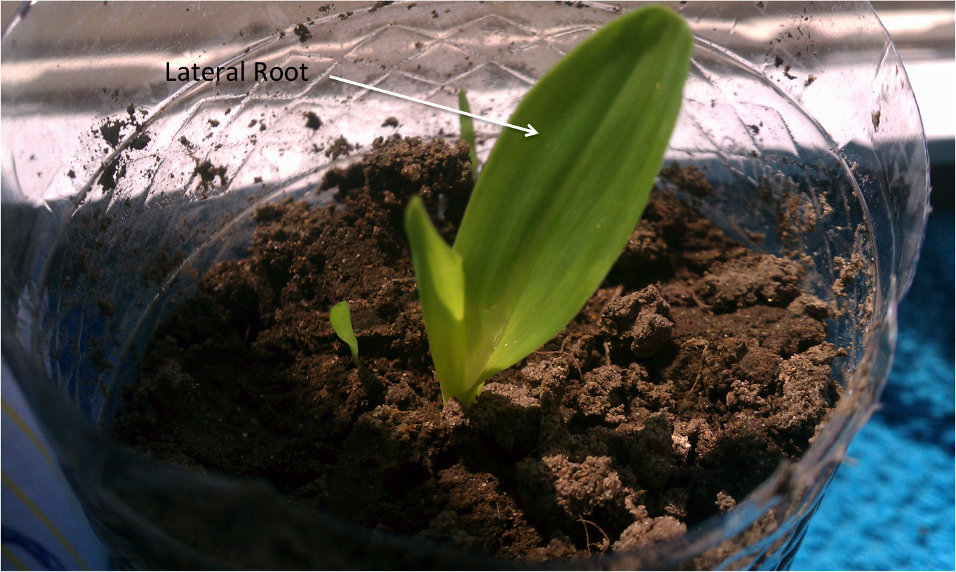 My Cute Baby Plants