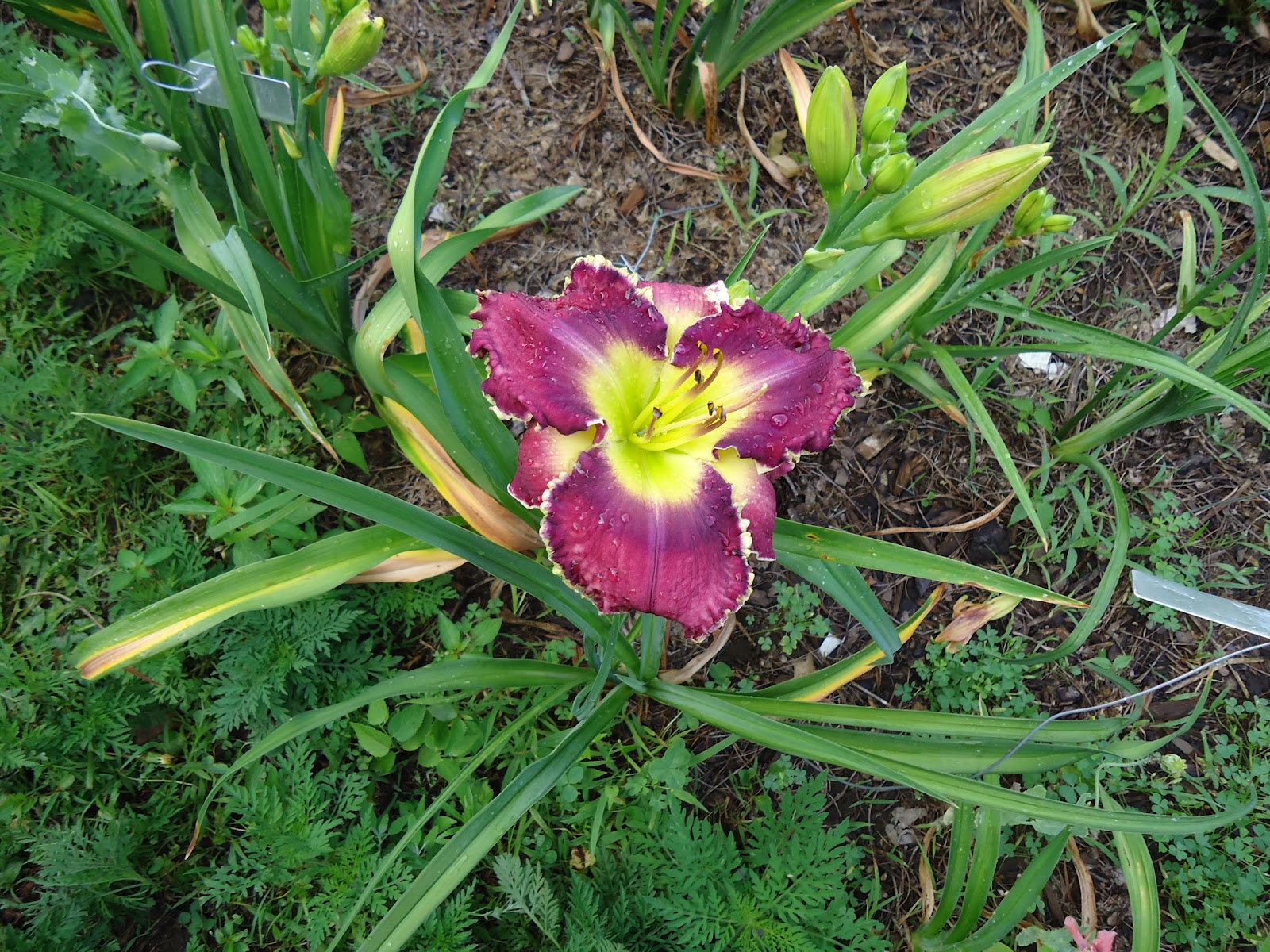 GARDENS AND CASTLES: April 2012