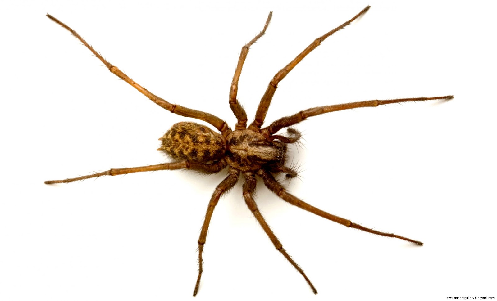 House Spiders | Wallpapers Gallery