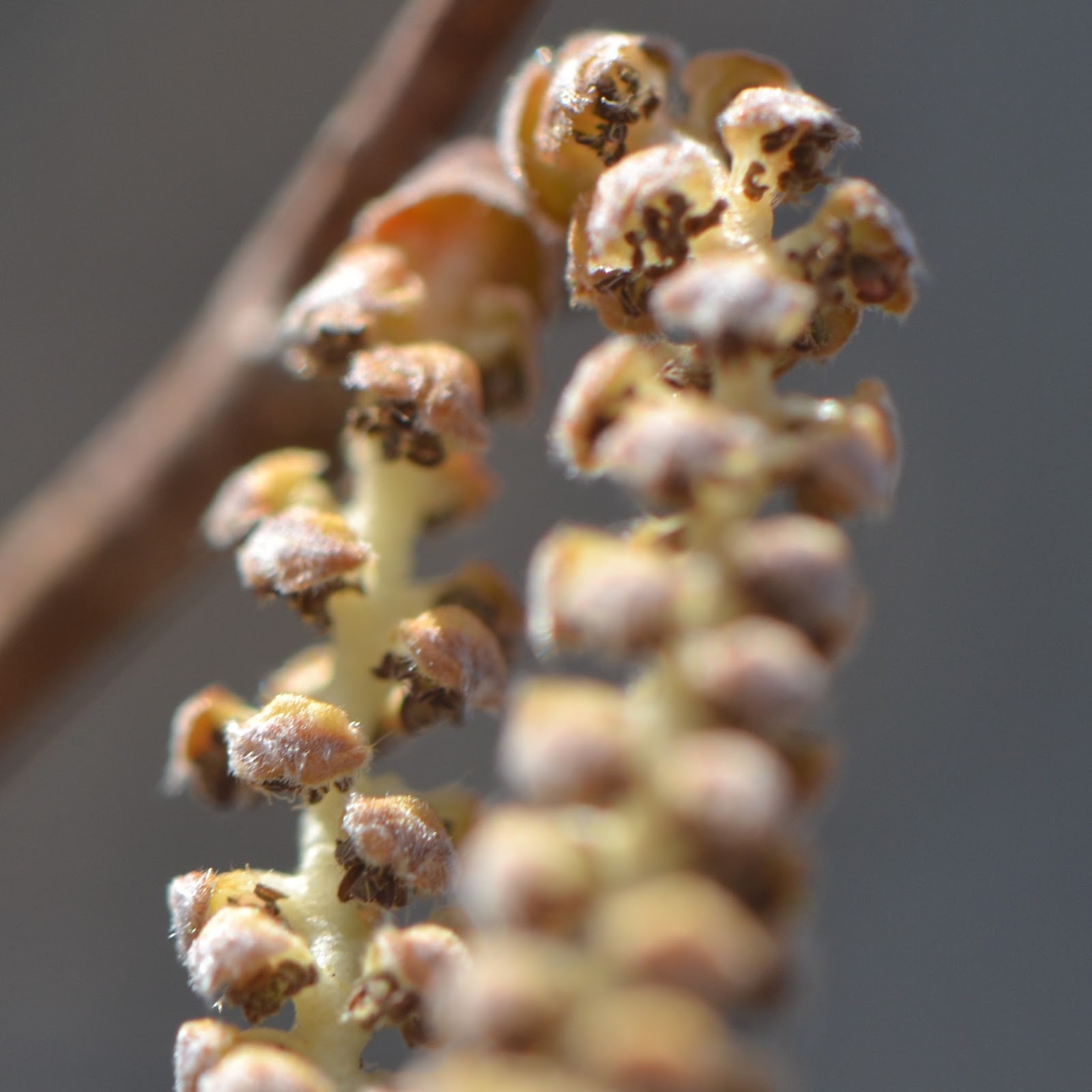 musings from dave: sproing-oing-oing-oing-oing