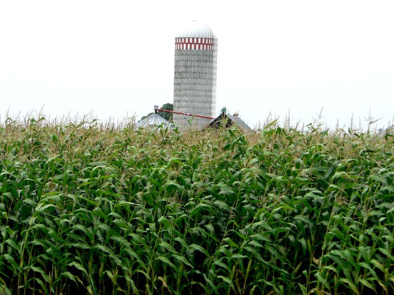 New Life: Iowa Resource: Corn!