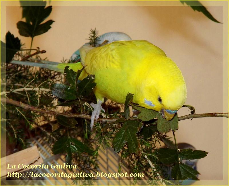 LA COCORITA GIULIVA: Alimentazione delle Cocorite - corteccia e foglie ...