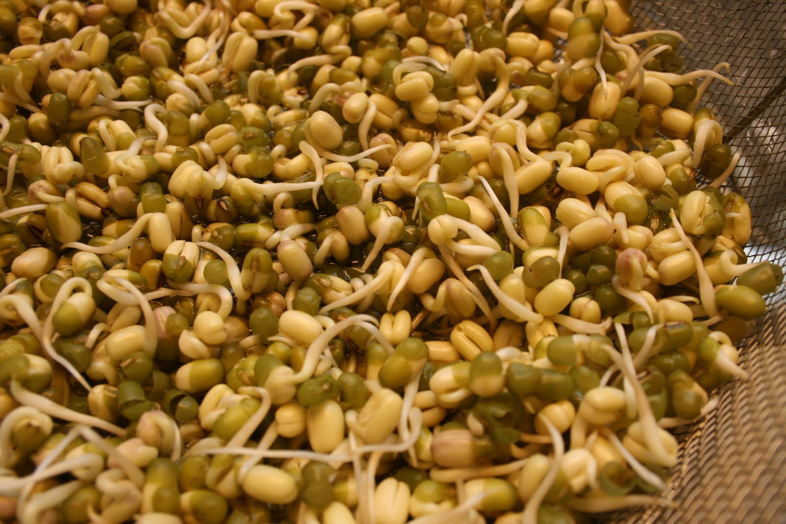 Brain Seeds: Sprouting Sprouts