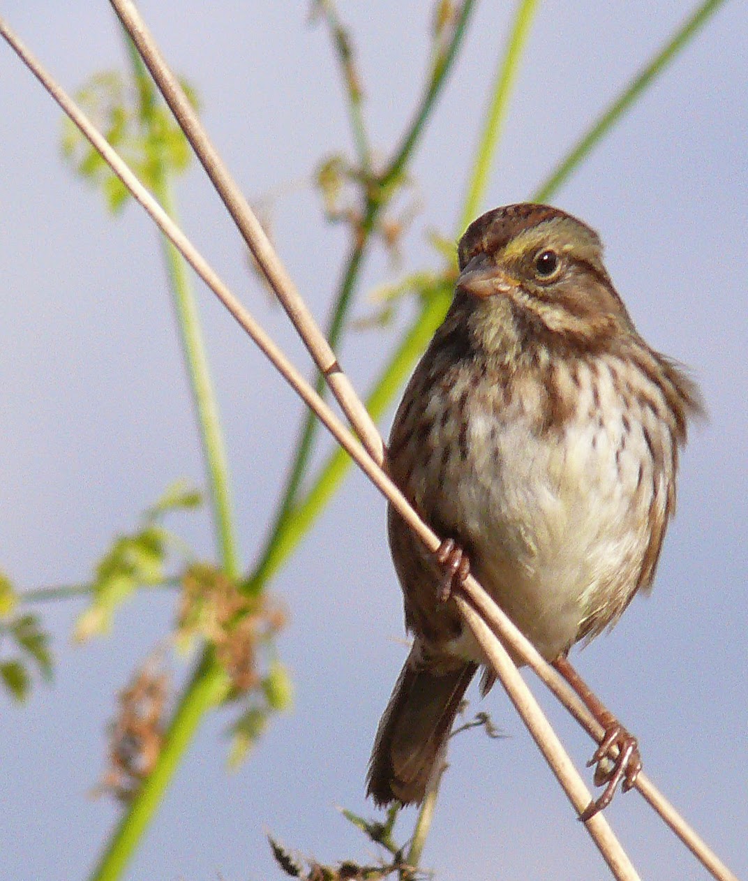Bird Hybrids: Song Sparrow x Swamp Sparrow
