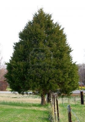 Our Beautiful World: Cedar Tree