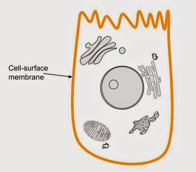 AS Biology: The appearance, ultrastructure and function of the cell ...
