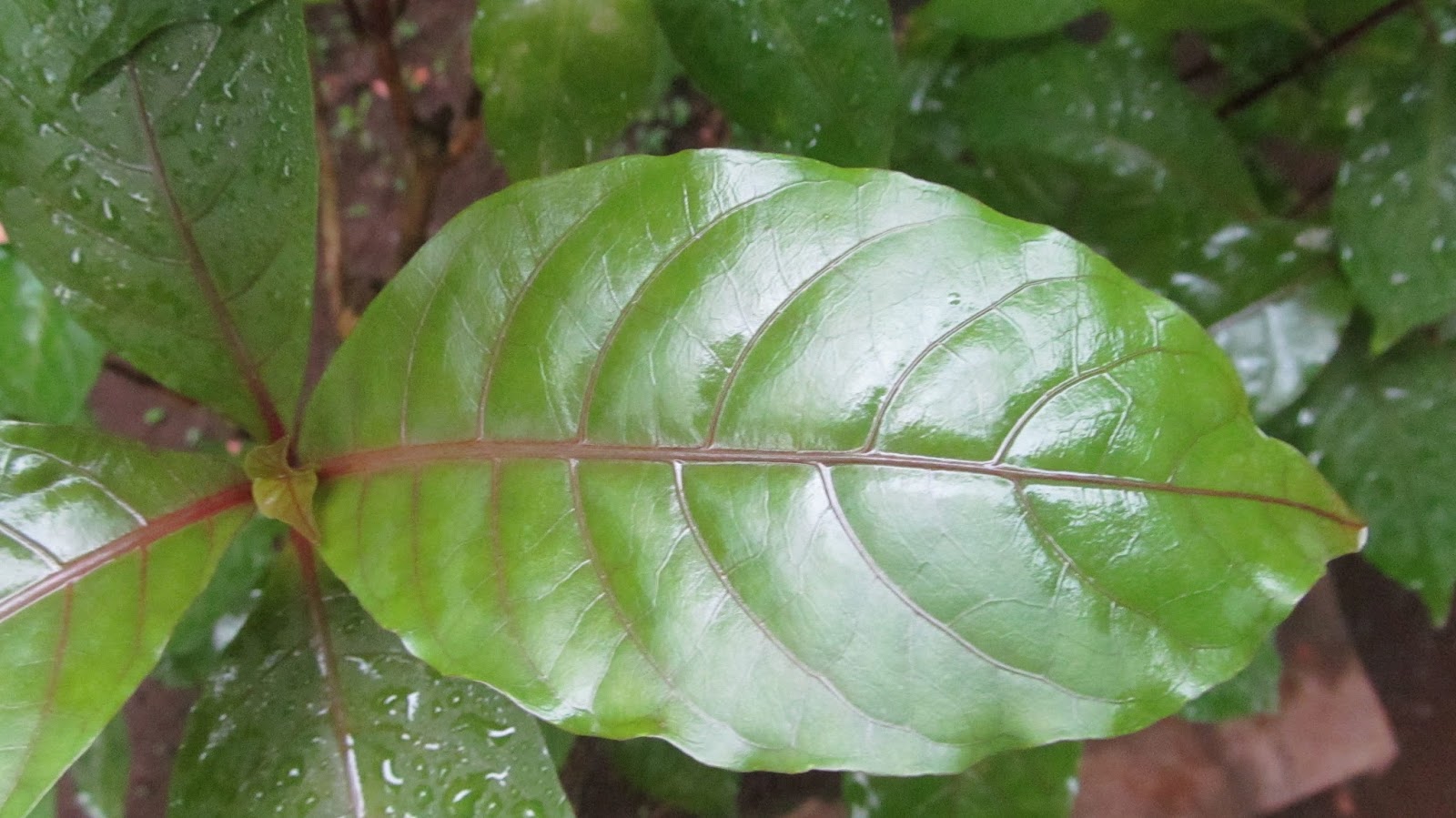 Mengungkap Khasiat Daun Ungu - LIFE IS A GIFT