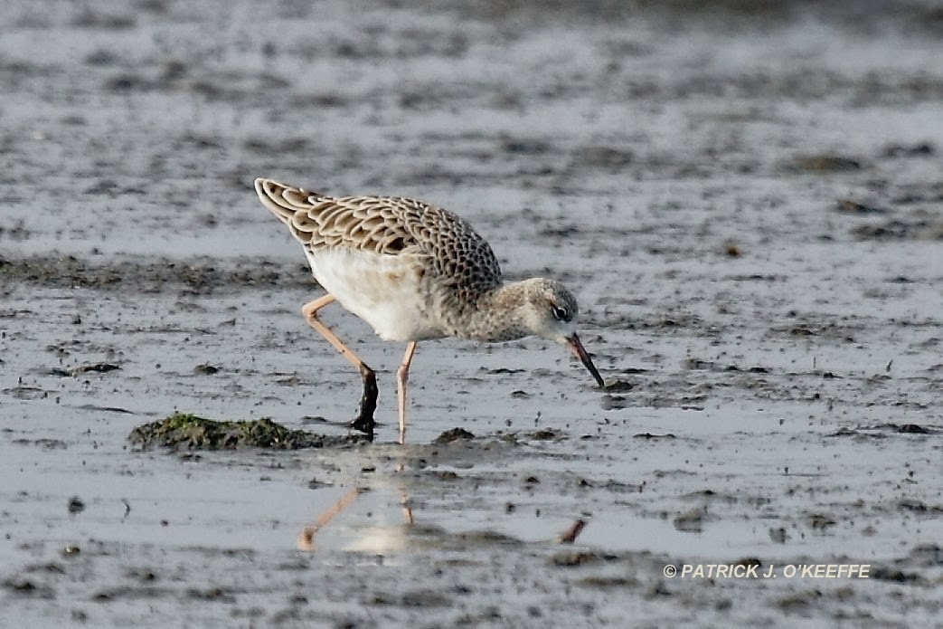 Raw Birds: RUFF (Calidris pugnax) adult in winter plumage, Big Marsh ...