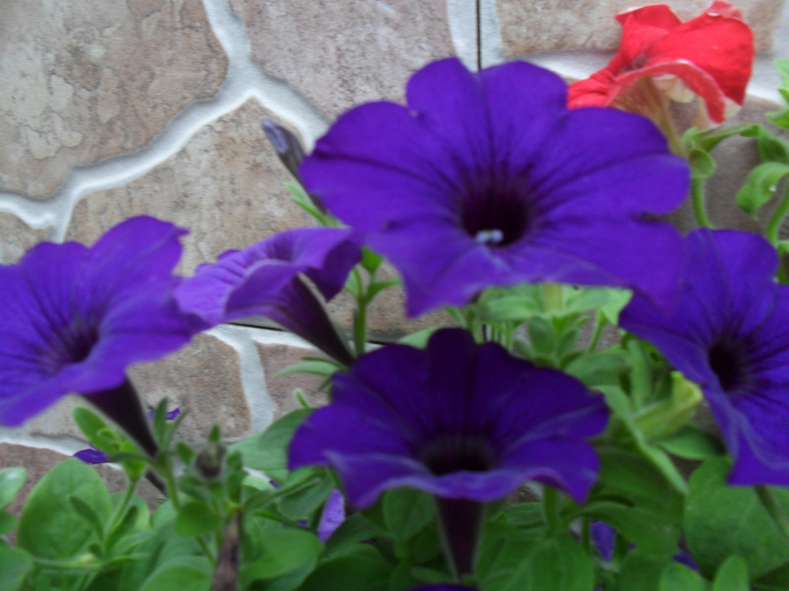 Imagenes de flores color moradas - Imagui