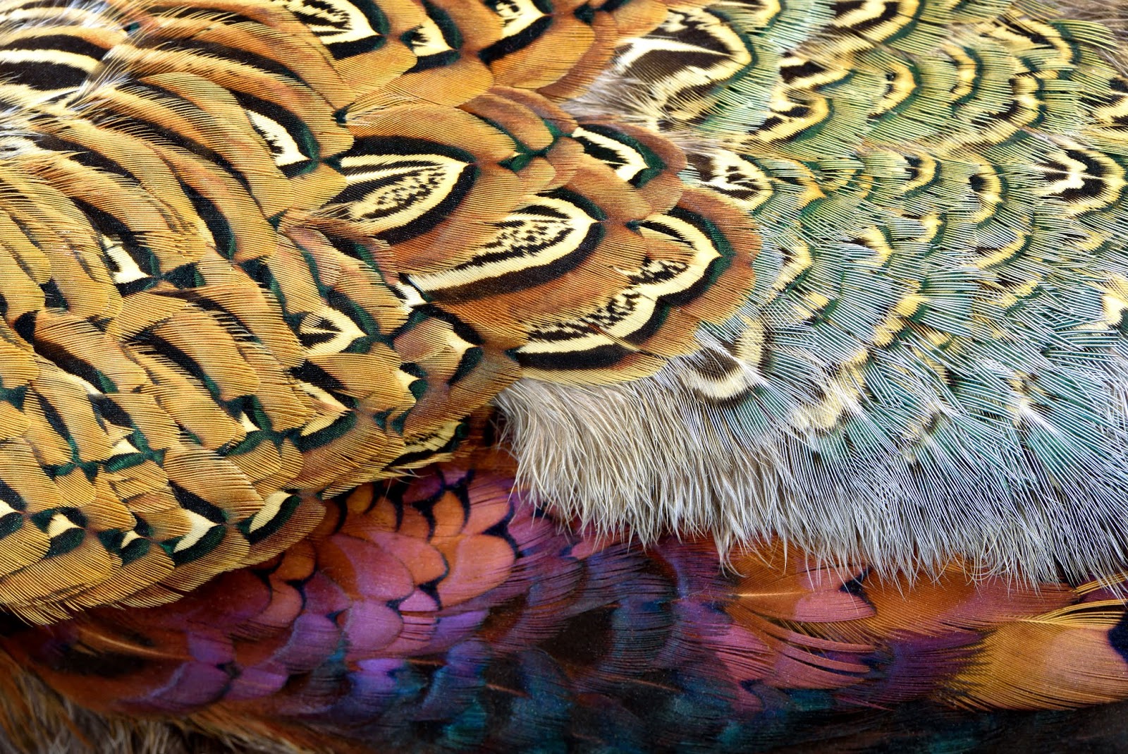 Sandra Todd Photography