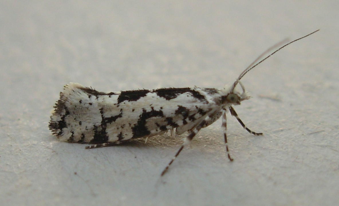 Stretton Moths: Yellow fever