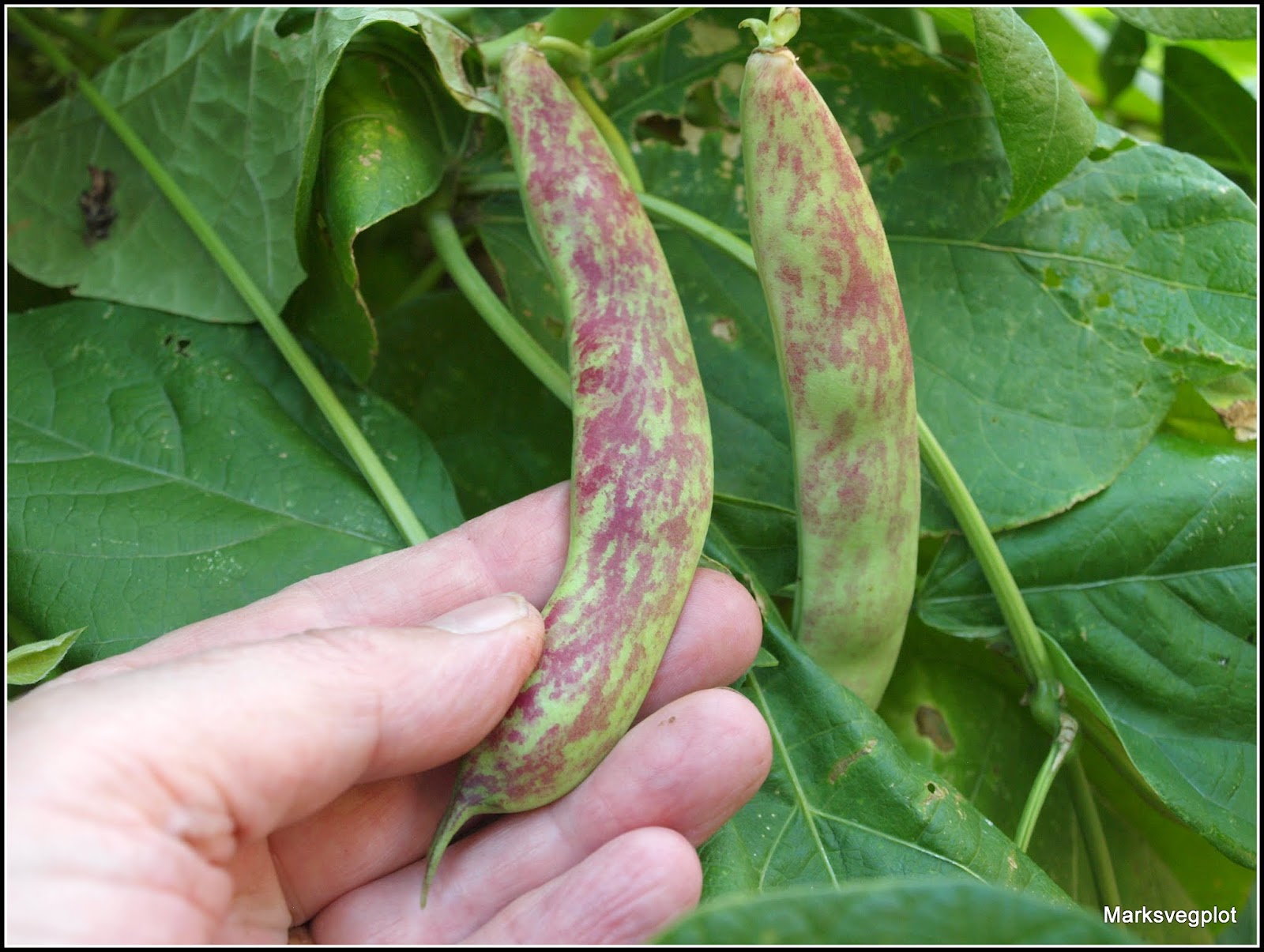 Mark's Veg Plot: Borlotto Bean "Firetongue"