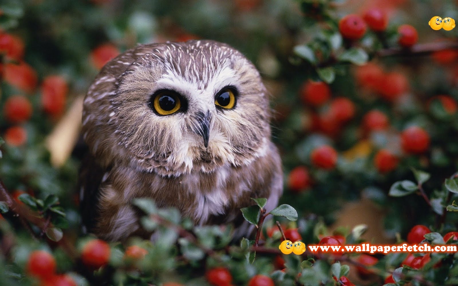 Wallpaper Prehe: Beautiful Animals HD Wallpapers Pack 3