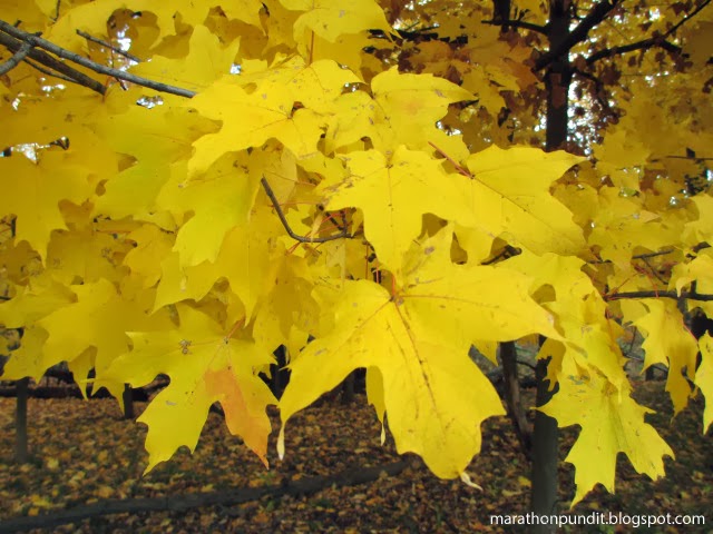 Marathon Pundit: (Photos) Fall Colors Express in Morton Grove