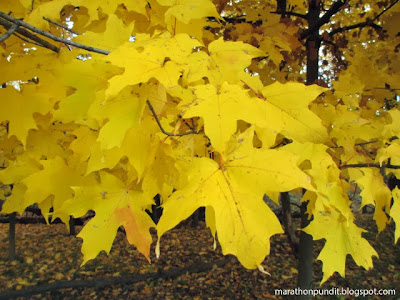 Marathon Pundit: (Photos) Fall Colors Express in Morton Grove