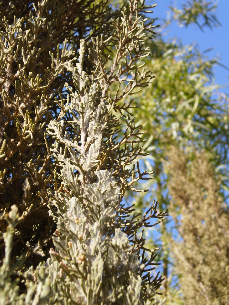 Xtremehorticulture of the Desert: Controlling Spider Mites in Italian ...
