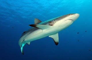 Gray Reef Shark | Wildlife | The Wildlife