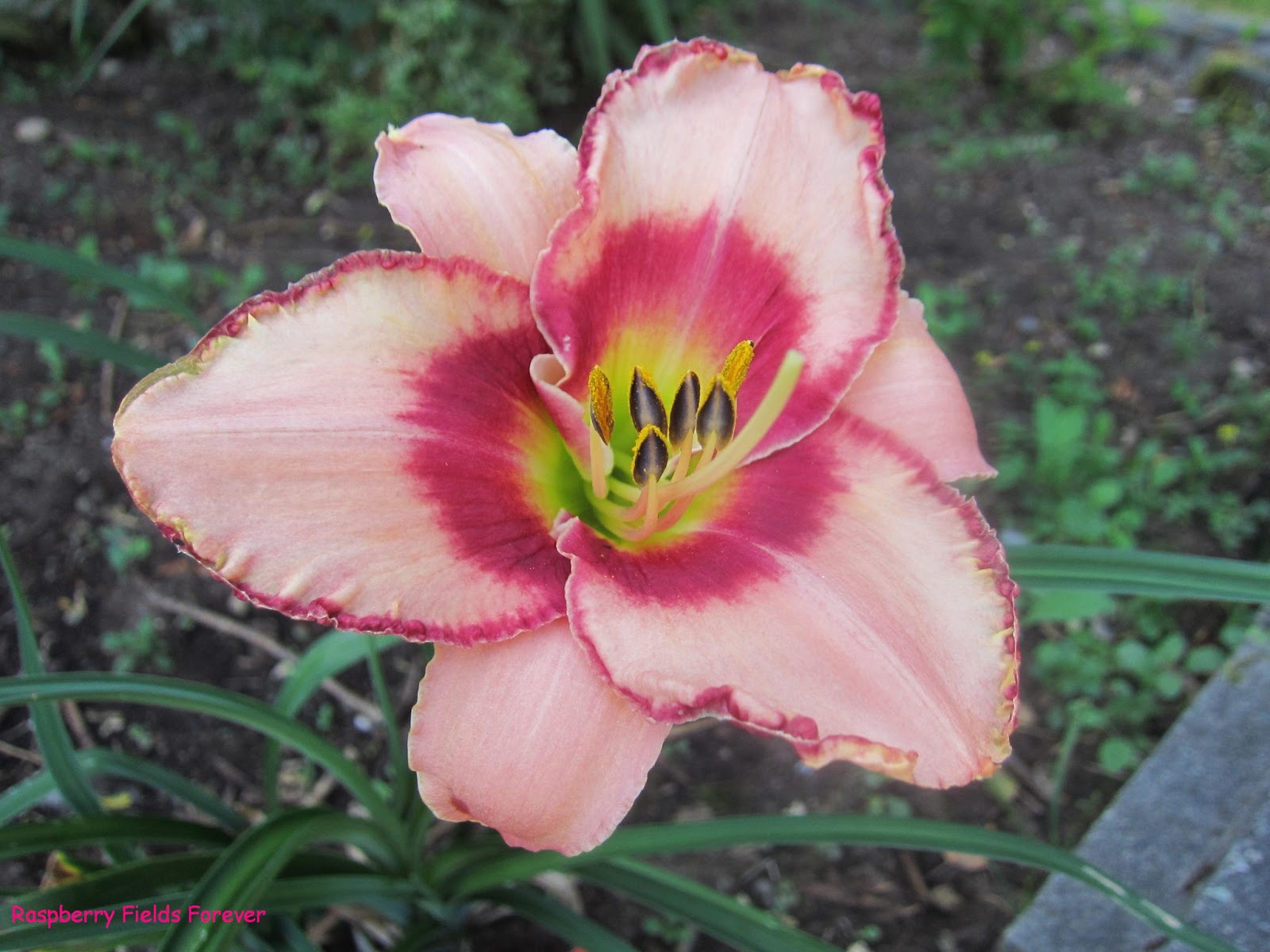 Le paradis floral de Caroline: Héméroalle Raspberry Fields Forever