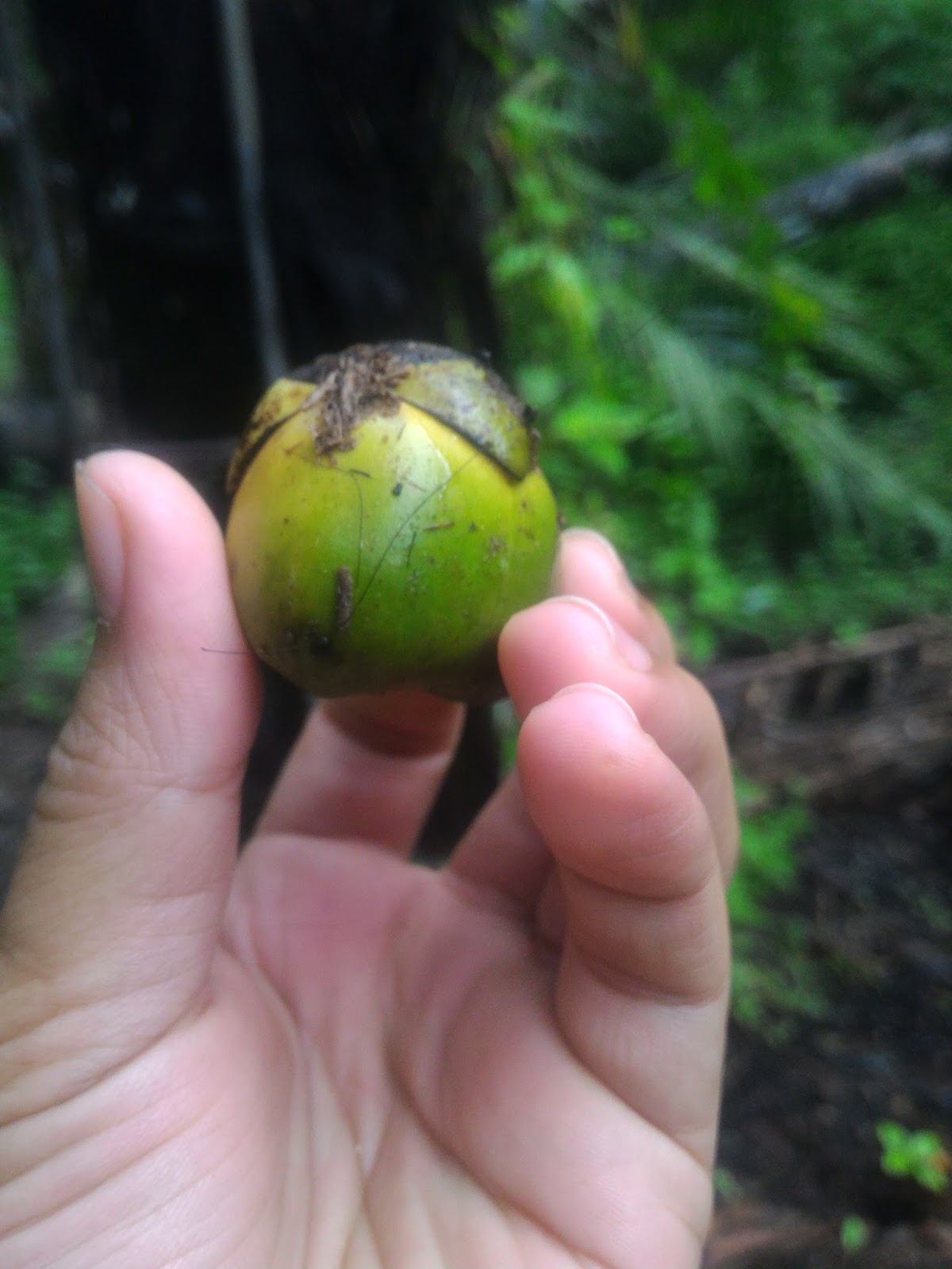 Blog Kita: Pembibitan Pohon Aren