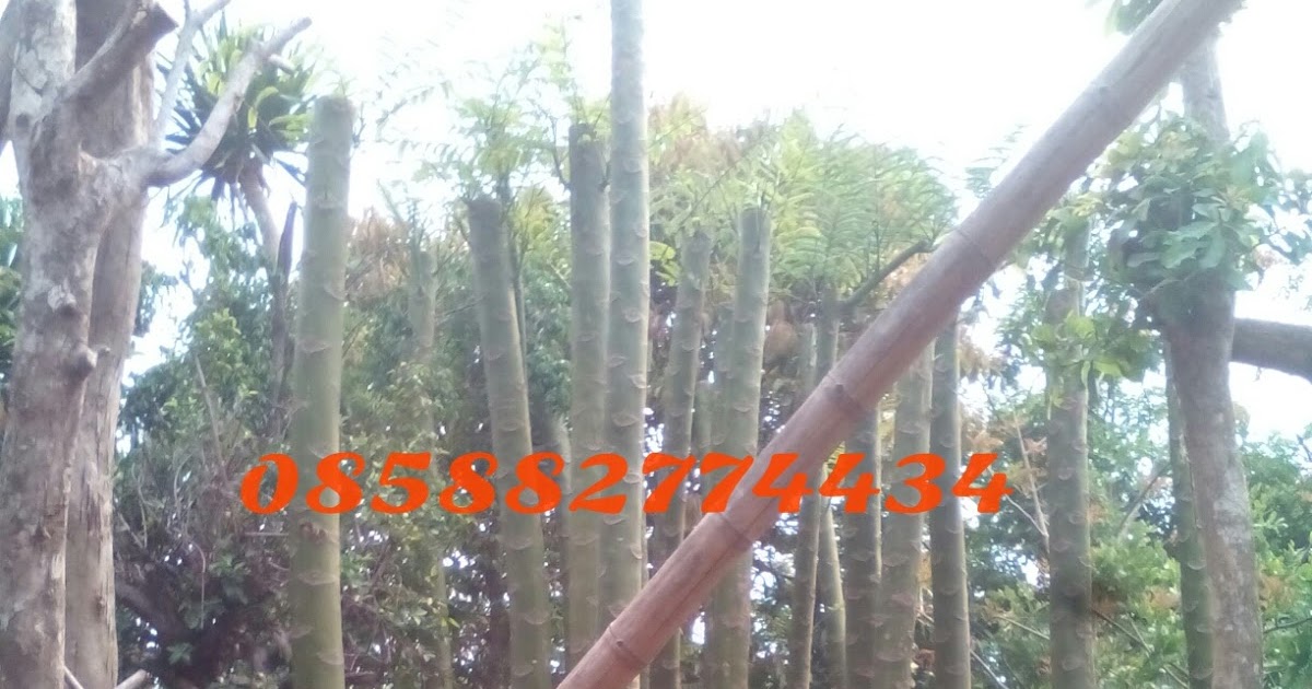 Bunga Sepatu Filum Varigata