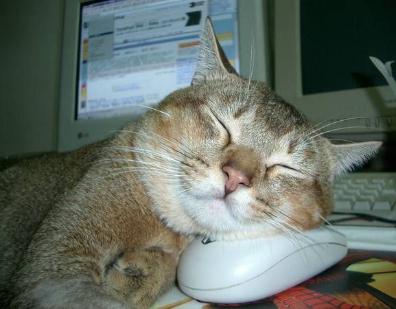 Funny Image Collection: Funny Computer photos and funny Computer pictures!