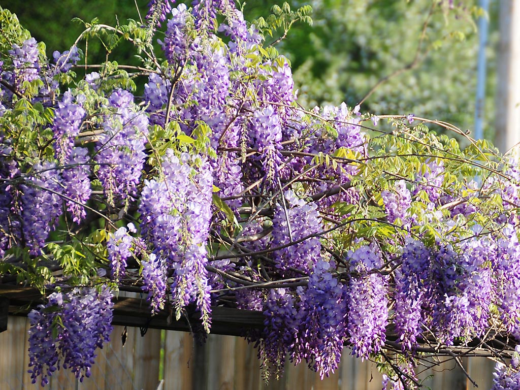 Jackie Coleman - Author/Blogger: Wisteria