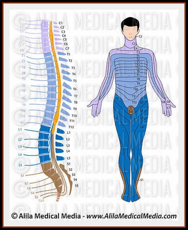truthlady3: Dermatomes Dermal Segmentation
