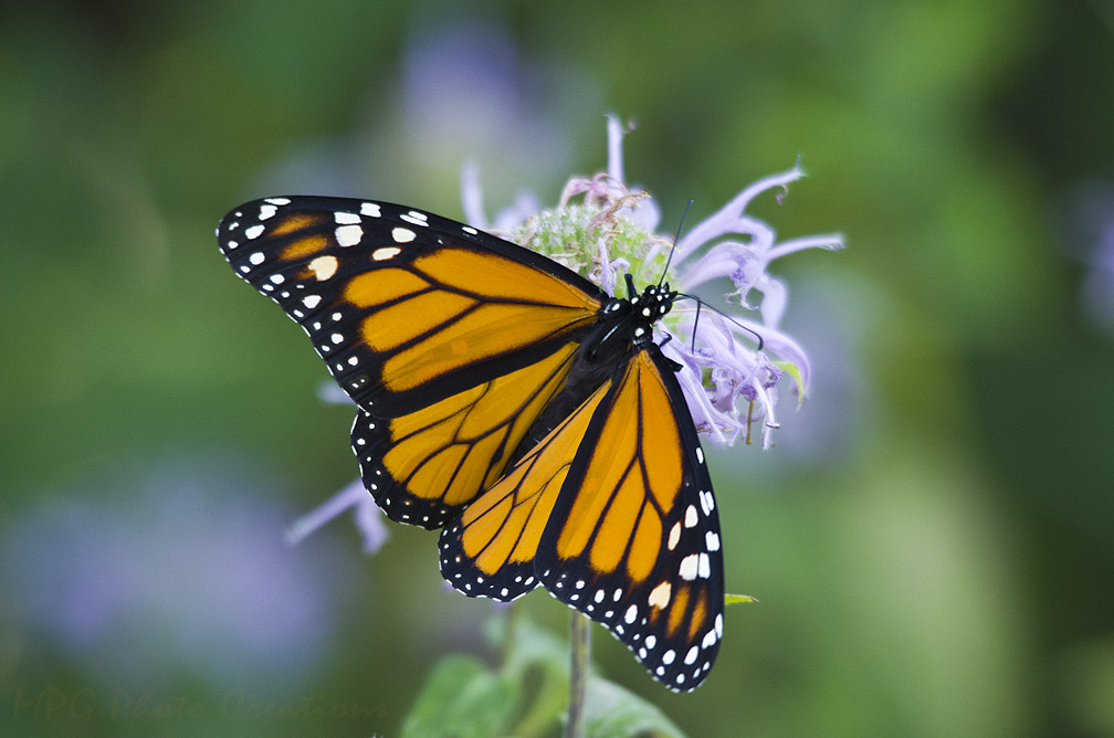 MPG Photo Creations: Kansas Butterflies