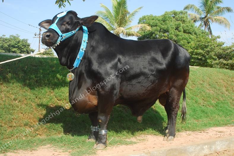Sohrab Goth Gai Mandi Photos Gallery: Shah Cattle Farm 2009