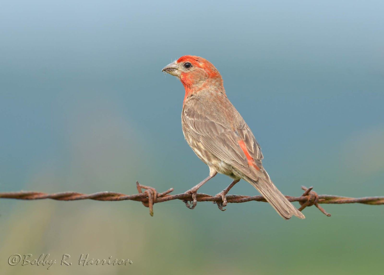 Bobby Harrison Bird Photography