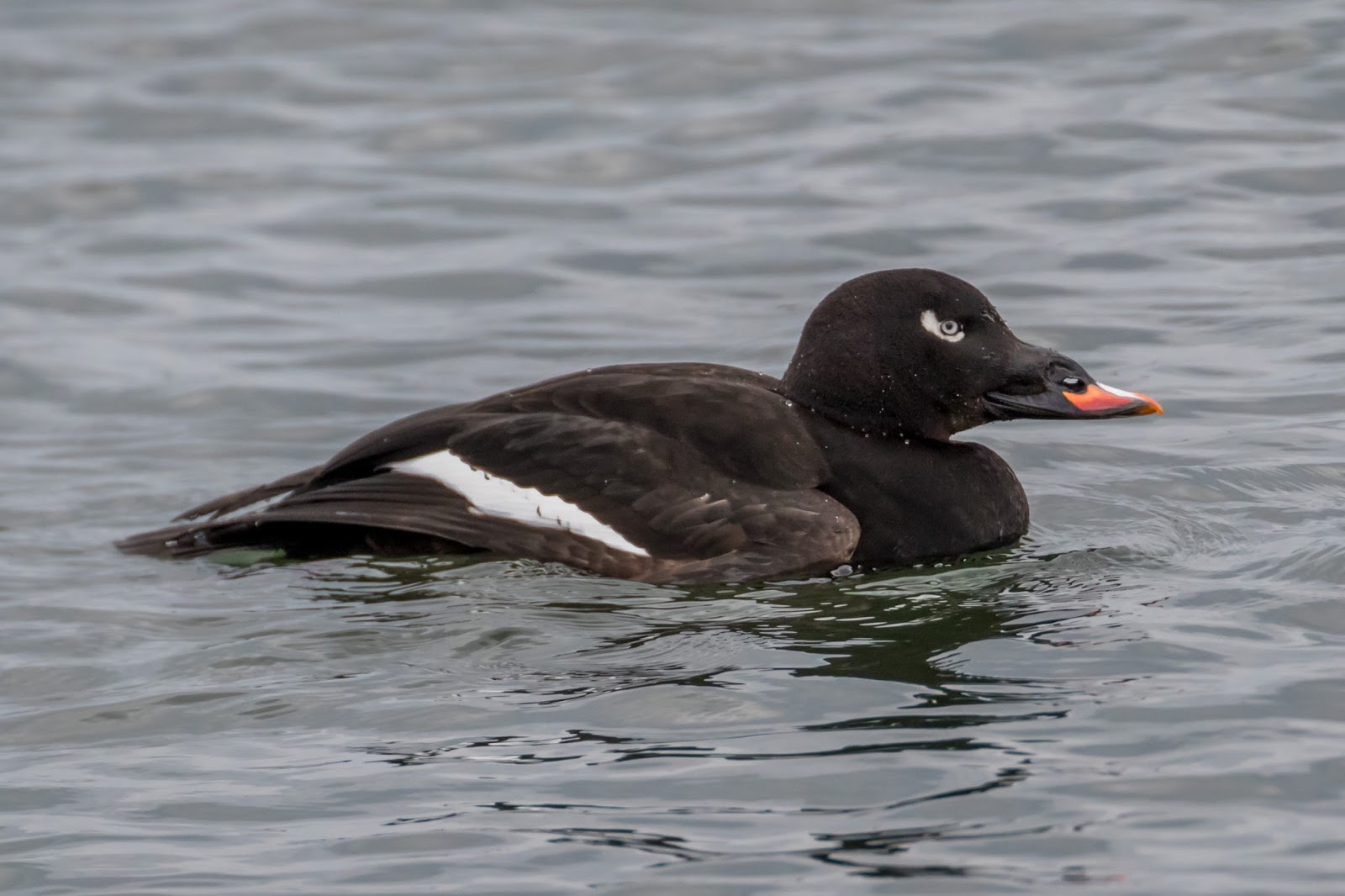White winged scoter