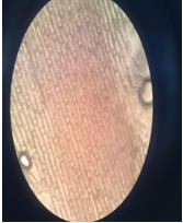Knowledge Blog: Contoh Laporan Praktekum Biologi Mengamati Sel
