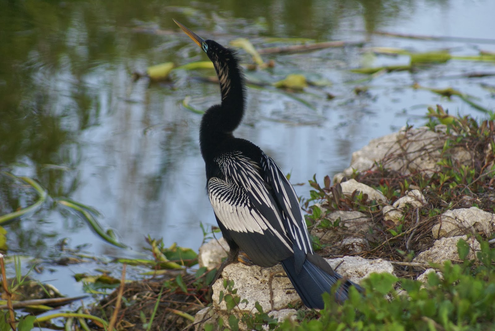 Favorite Florida Birds: Favorite Florida Birds
