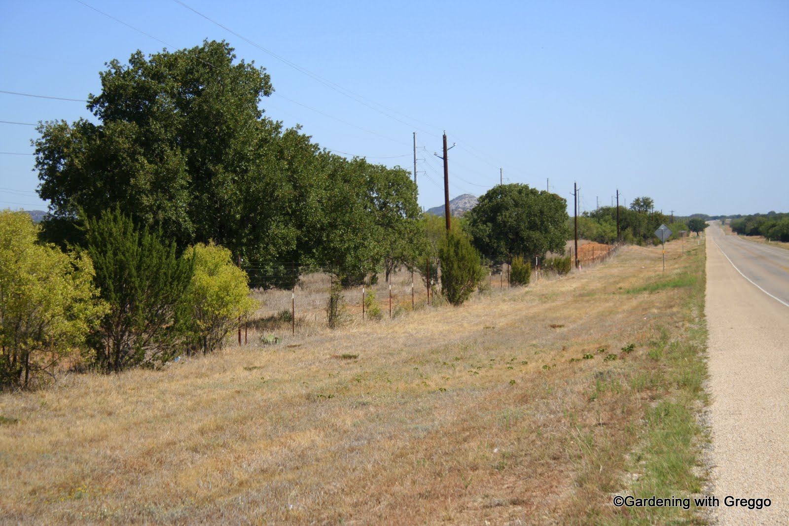 Gardening with Greggo: Texas Dawn