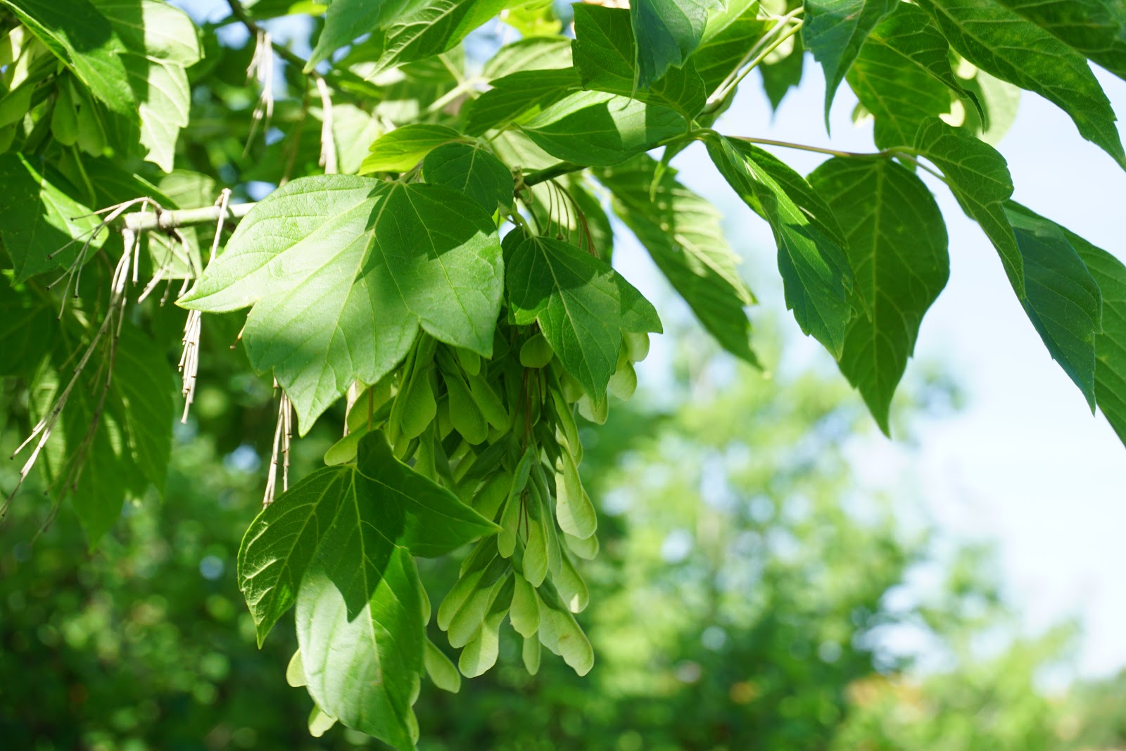 Plantas de Huerta Otea, Salamanca: Arce negundo (Acer negundo)