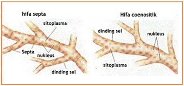 BIOLOGI GONZAGA: KAPANG - JAMUR