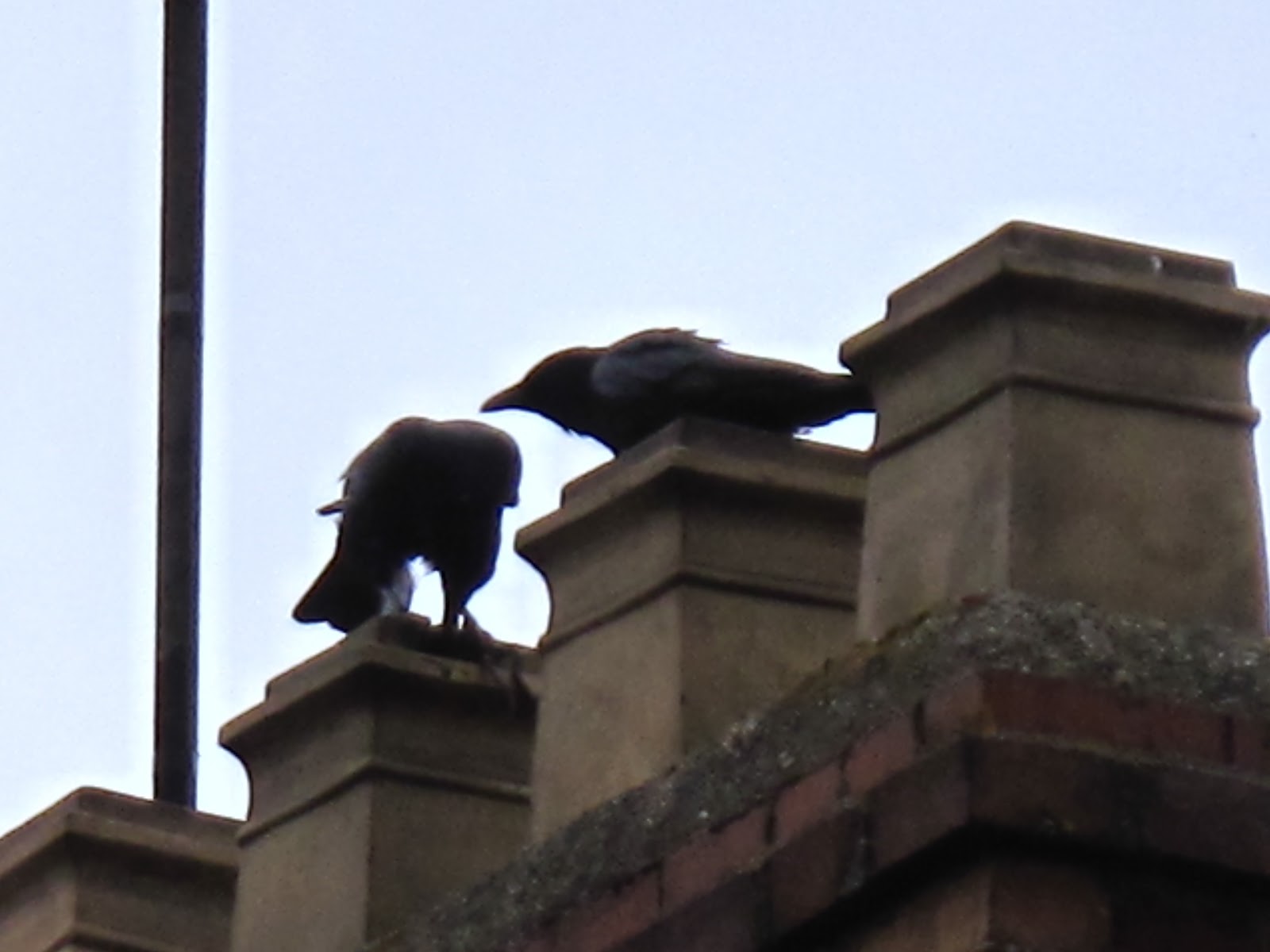 The Rattling Crow: The crows have frog for dinner