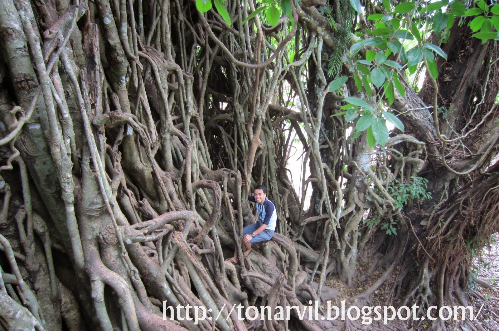 The Outgoing Navigator: Aurora's Balete Tree: The Spooky Encounter