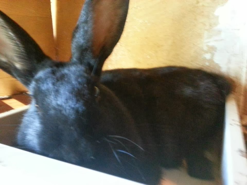 El Arca De Emi: Conejo Común (Oryctolagus cuniculus)