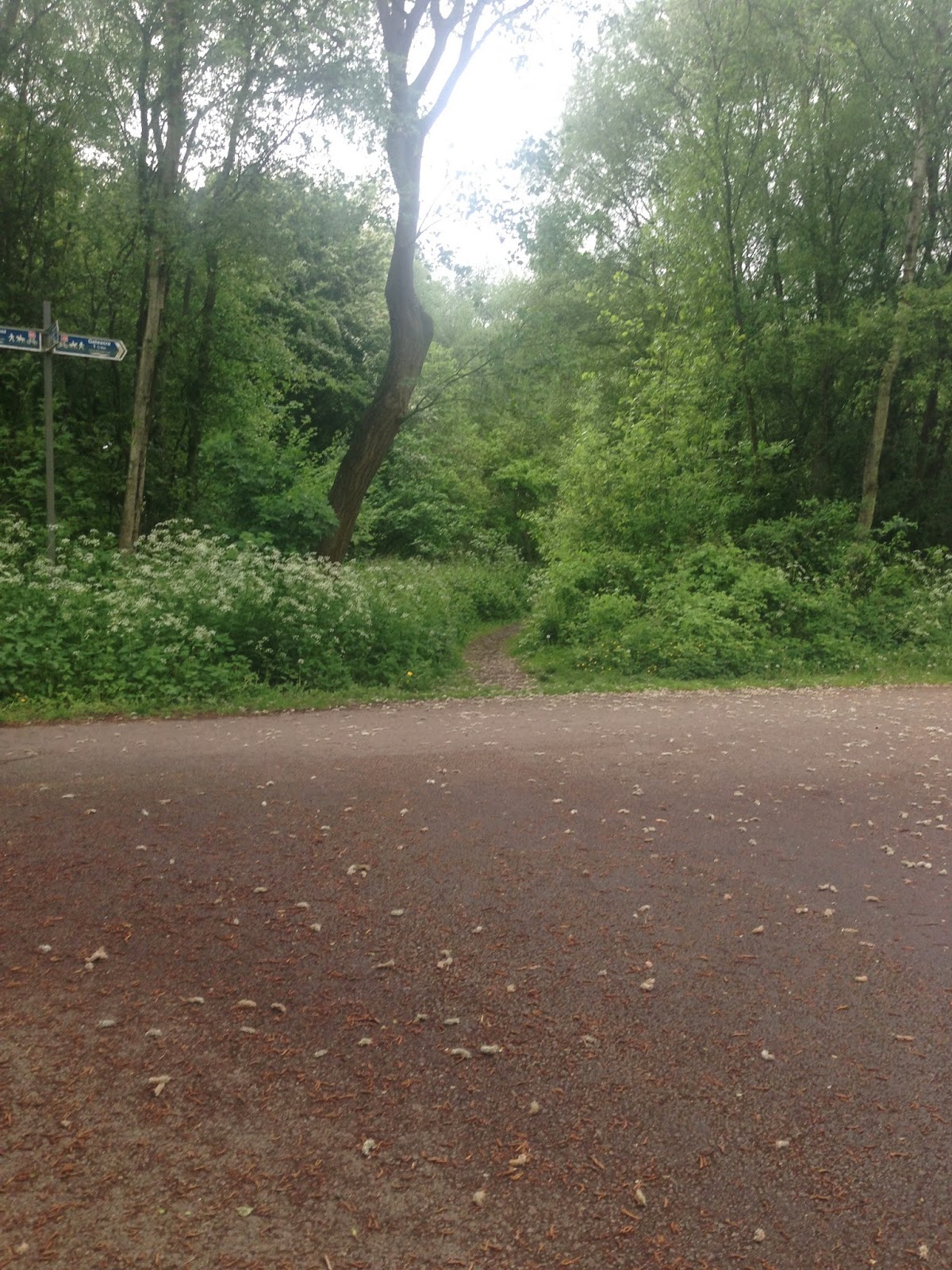 Halewood Arts Association: Junior Artists explore Halewood Park