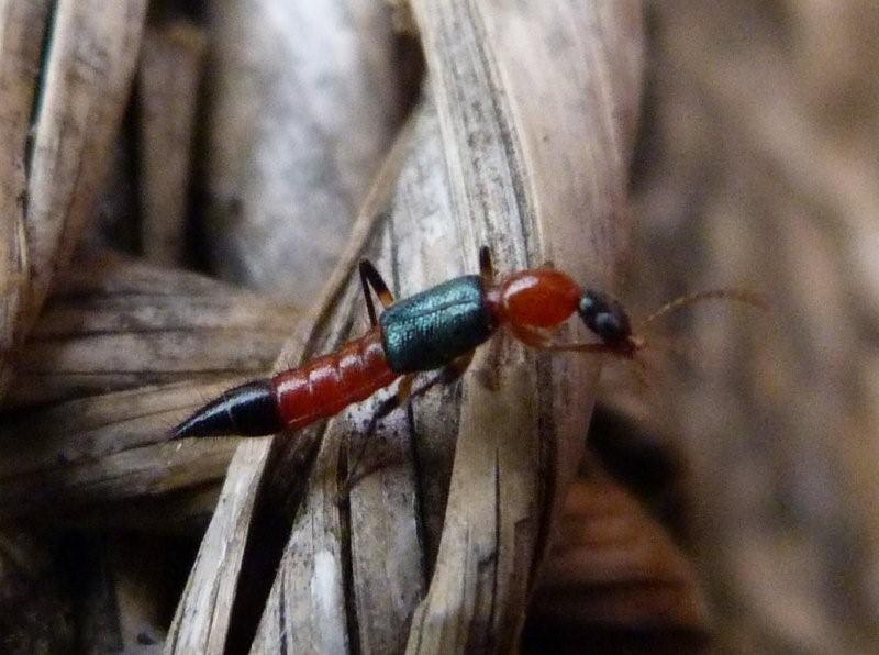 Safari Ecology: Nairobi bugs: WMD or Cancer cure?!