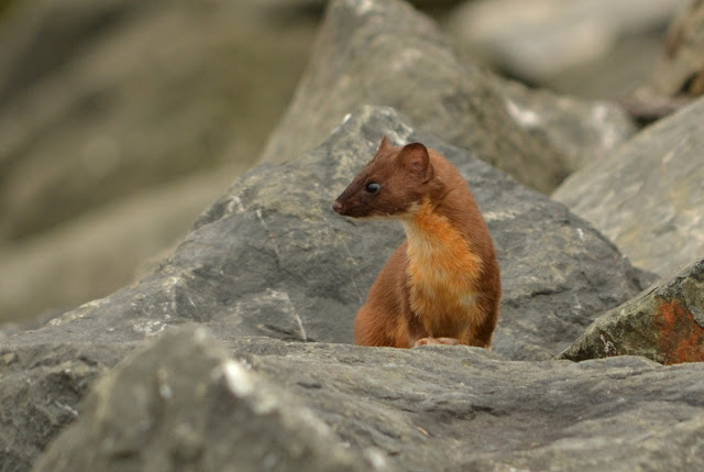 Woods Walks and Wildlife: Long-tailed Weasel