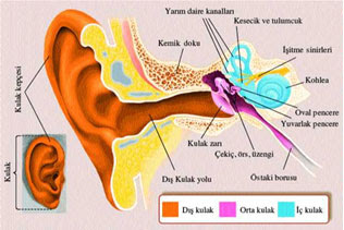 KULAK ÇINLAMASI SORUNLARI ve YORUMLARI: KULAK ÇINLAMASI SORUNLARI ve ...