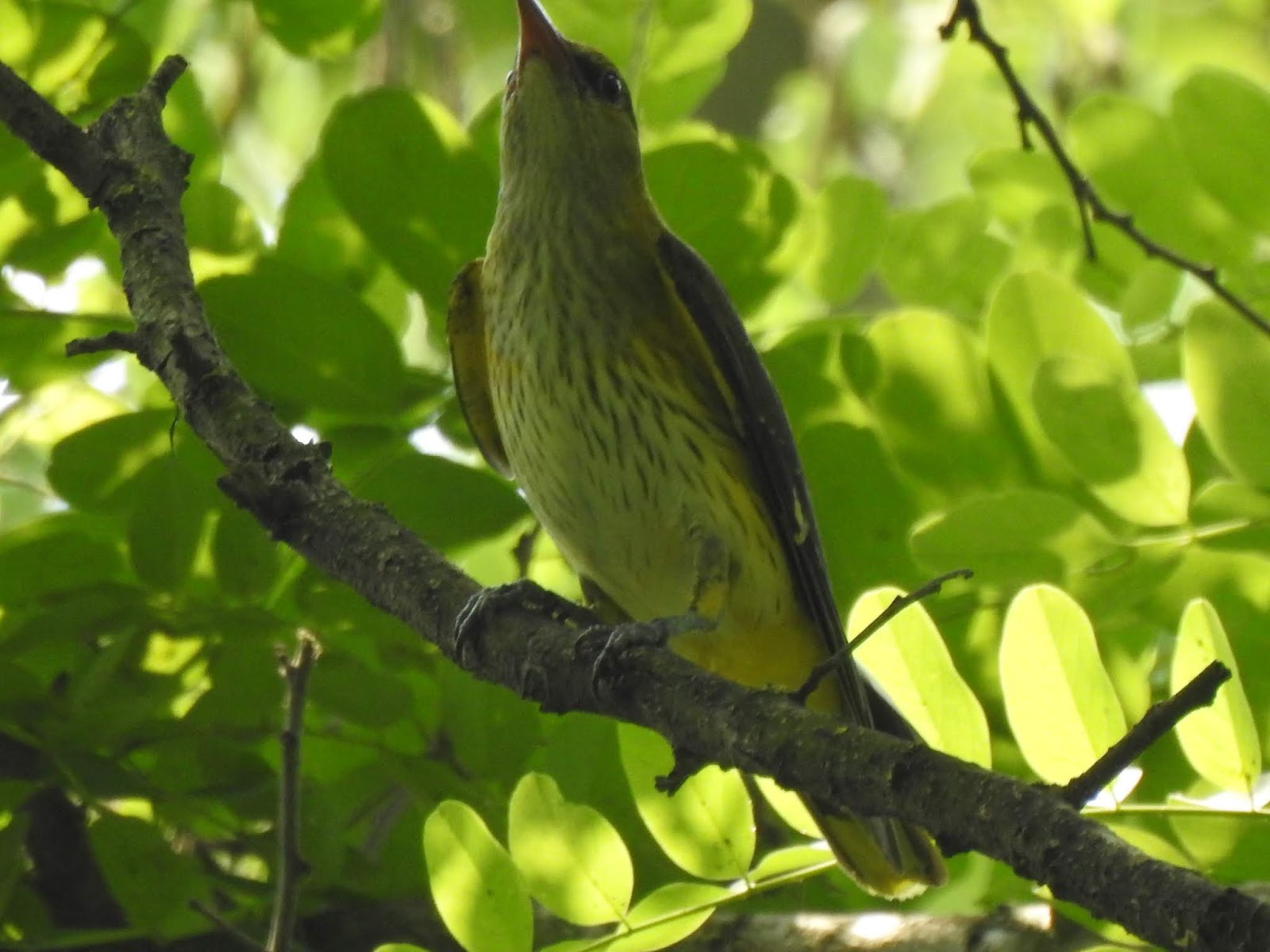 PASARI DIN ROMANIA: GRANGUR, Oriolus oriolus