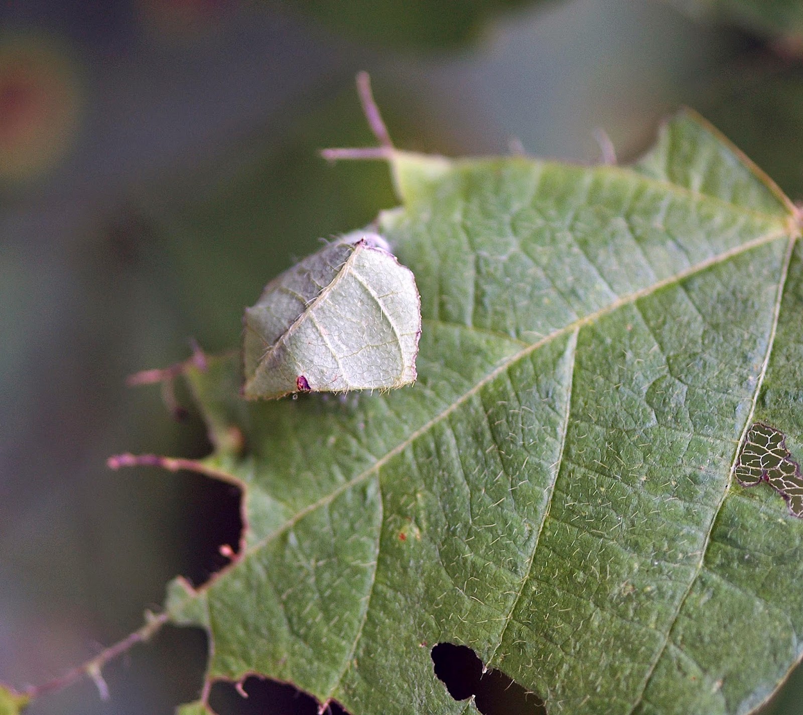 Field Biology in Southeastern Ohio: A Wahkeena Insect Walk