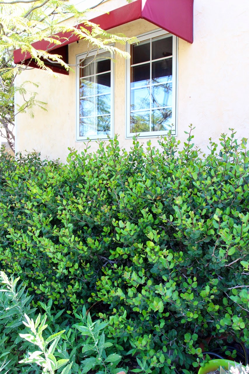 CA Native Garden: May 2015