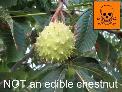 Hasil Kutipan Chestnut (Buah Berangan) | HANIS AMANINA